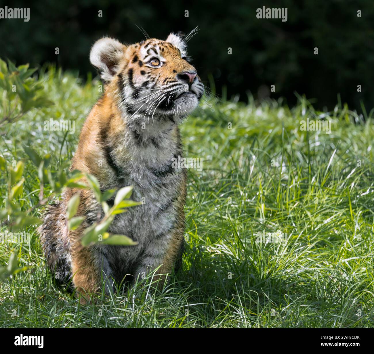 Amur tiger cub 18 weeks old Stock Photo - Alamy