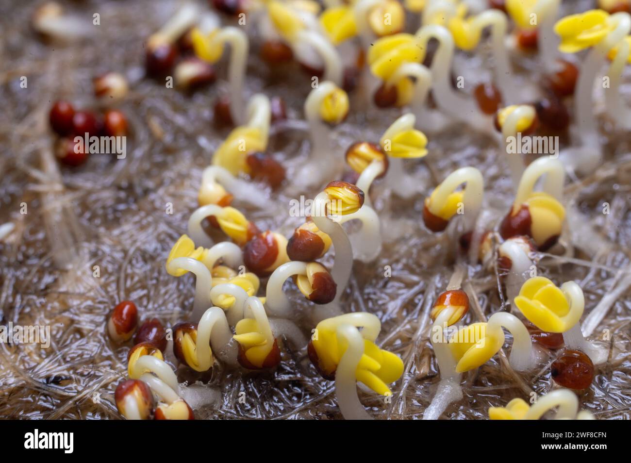 Macro photography of edible plant sprouts Stock Photo - Alamy