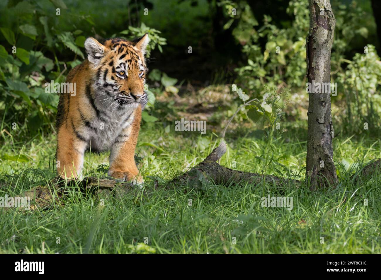Amur tiger cub 18 weeks old Stock Photo - Alamy