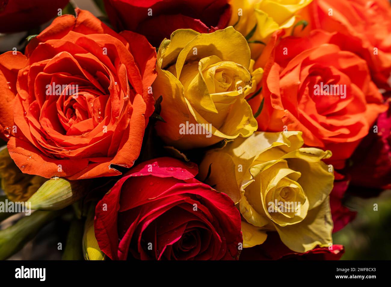 A closeup of a bouquet of colourful colorful roses in Newquay in ...