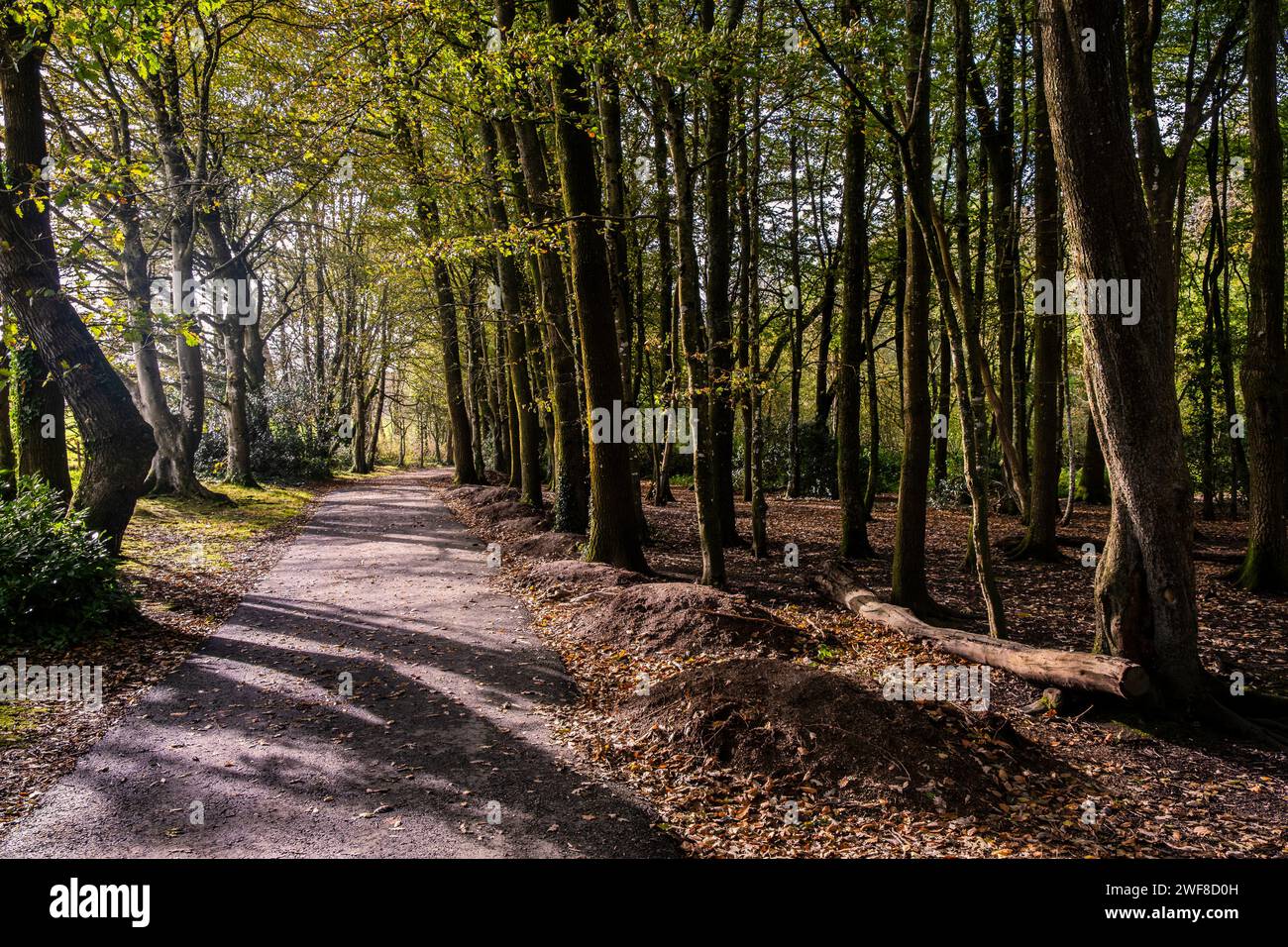 A path in Tehidy Woods Country Park in Cornwall in the UK Stock Photo ...
