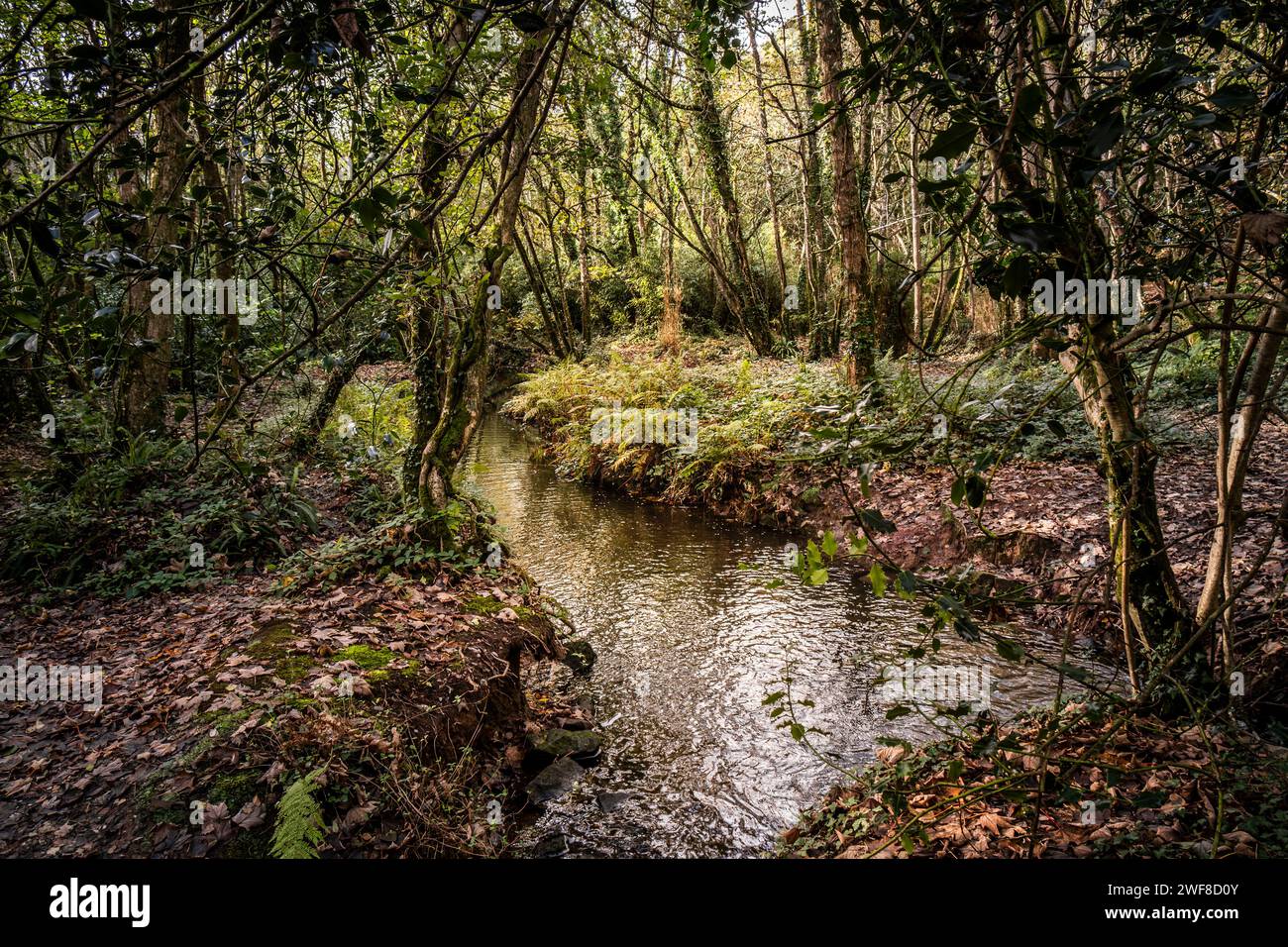 Tehidy stream flowing through Tehidy Woods in Cornwall in the UK Stock ...