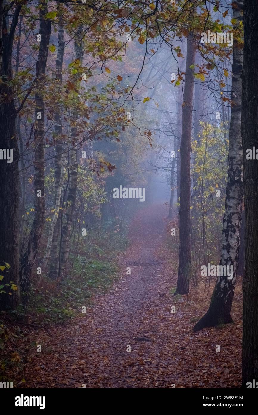 Misty enshrouded forest hi-res stock photography and images - Alamy