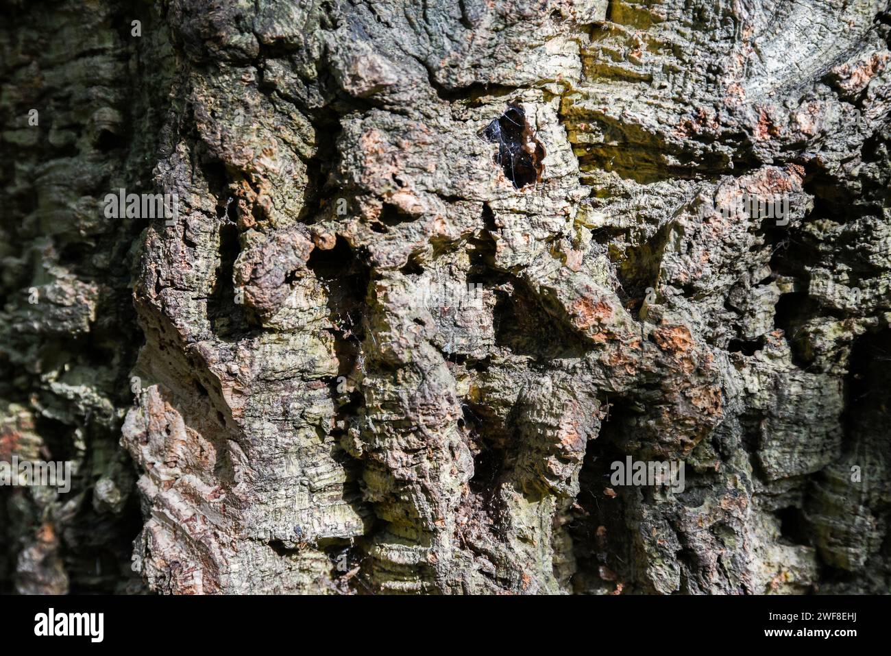 Rubber tree bark background hi-res stock photography and images - Alamy