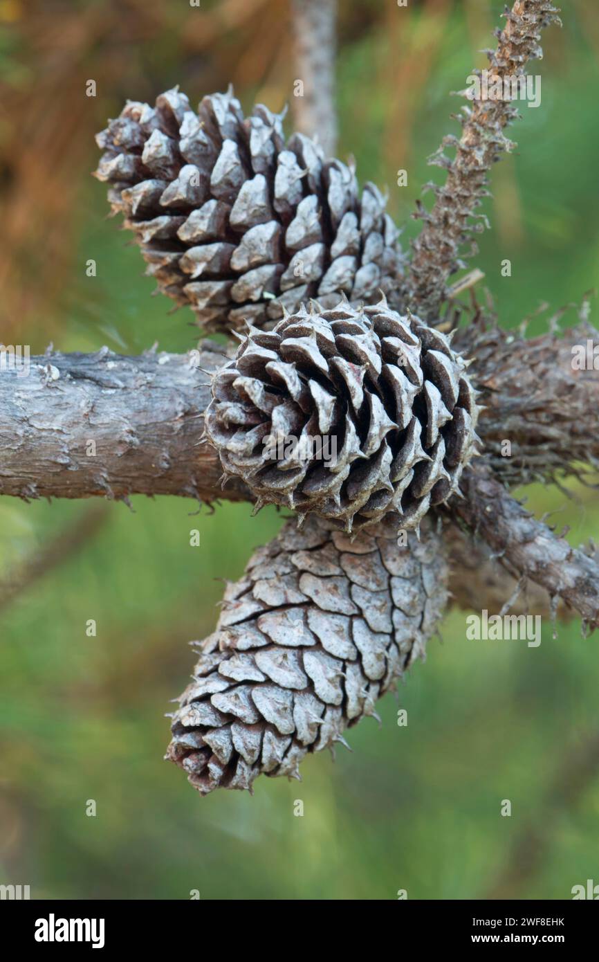 Shore pine cones along Taylor Dune Trail, Oregon Dunes National ...
