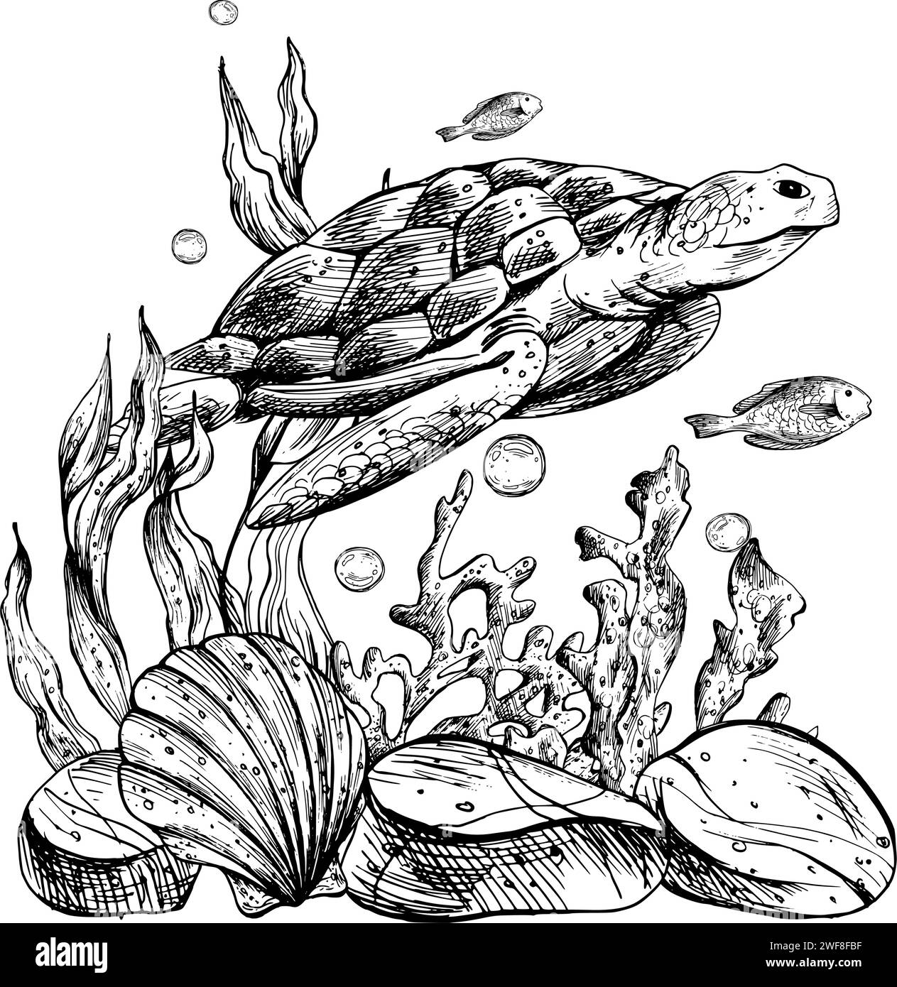 Sea coral clipart Black and White Stock Photos & Images - Alamy