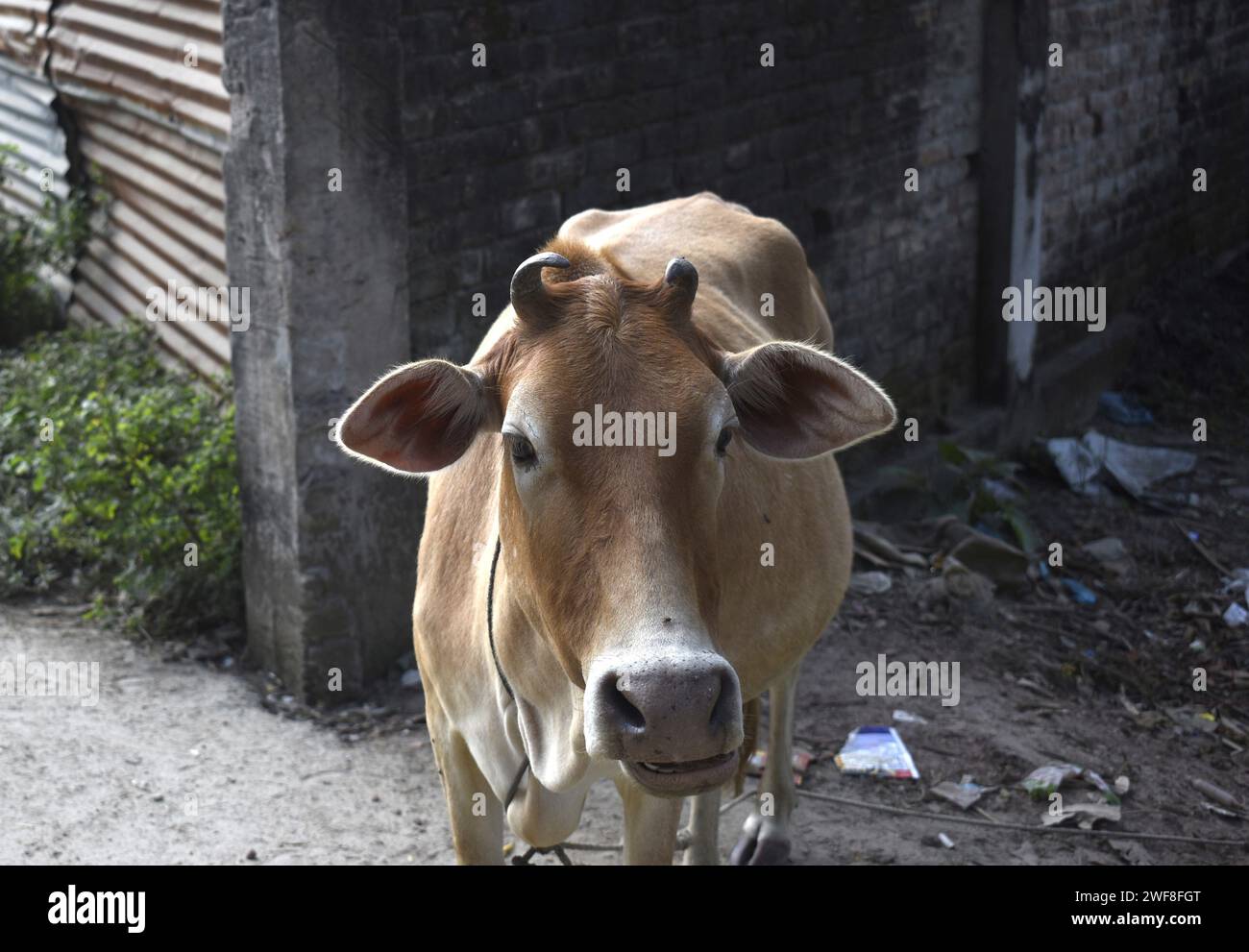 A beautiful cow portrait Stock Photo - Alamy