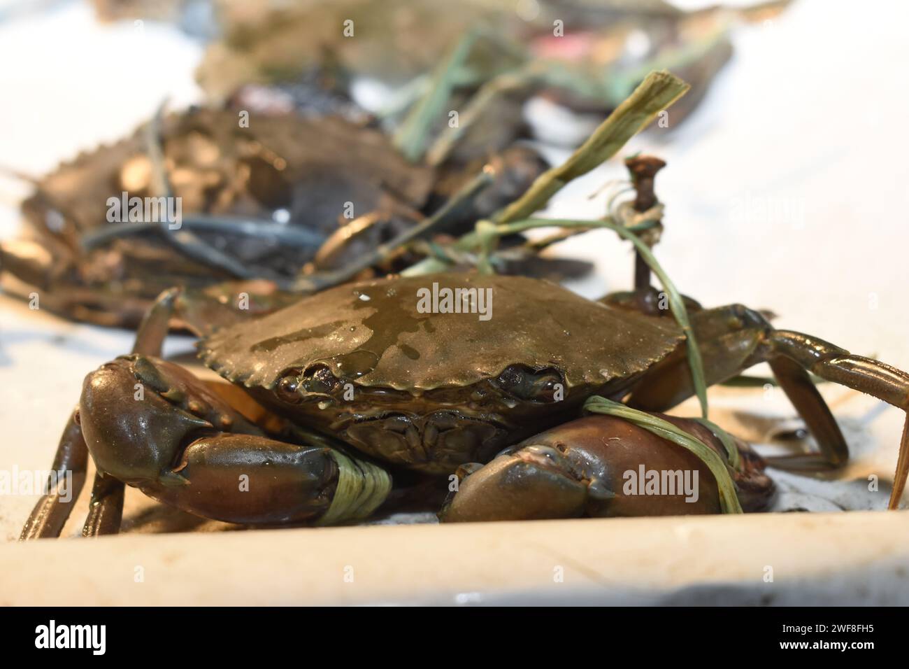 Black crabs is alive Stock Photo - Alamy