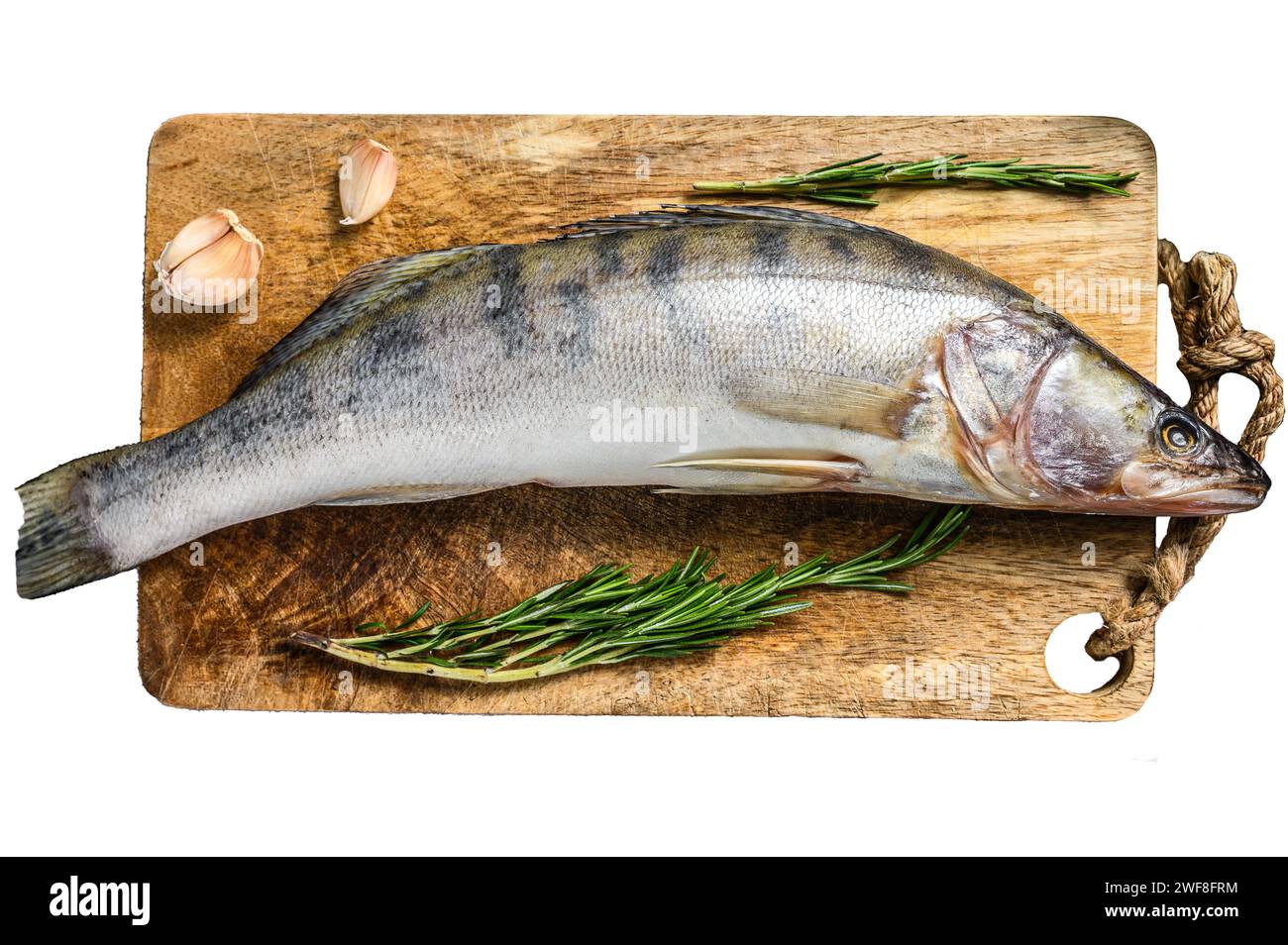 Raw pike perch, pikeperch fish. Fresh fish. Isolated on white ...