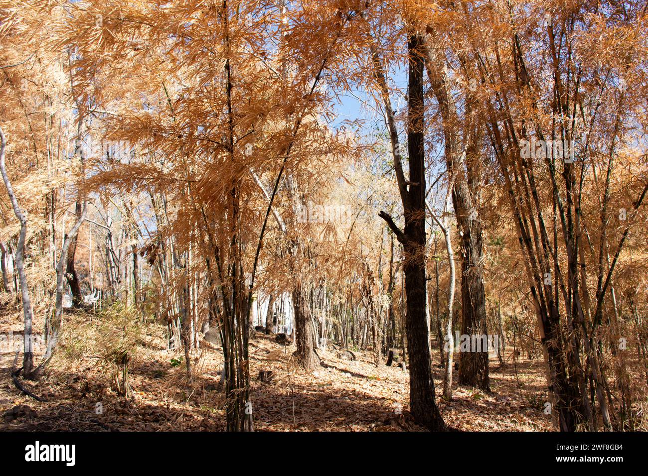 Colorful natural leaves of bamboo tree shedding changing color and ...