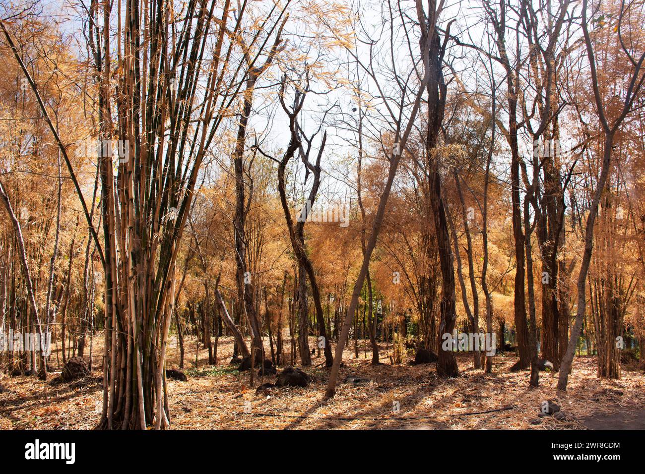 Colorful natural leaves of bamboo tree shedding changing color and ...
