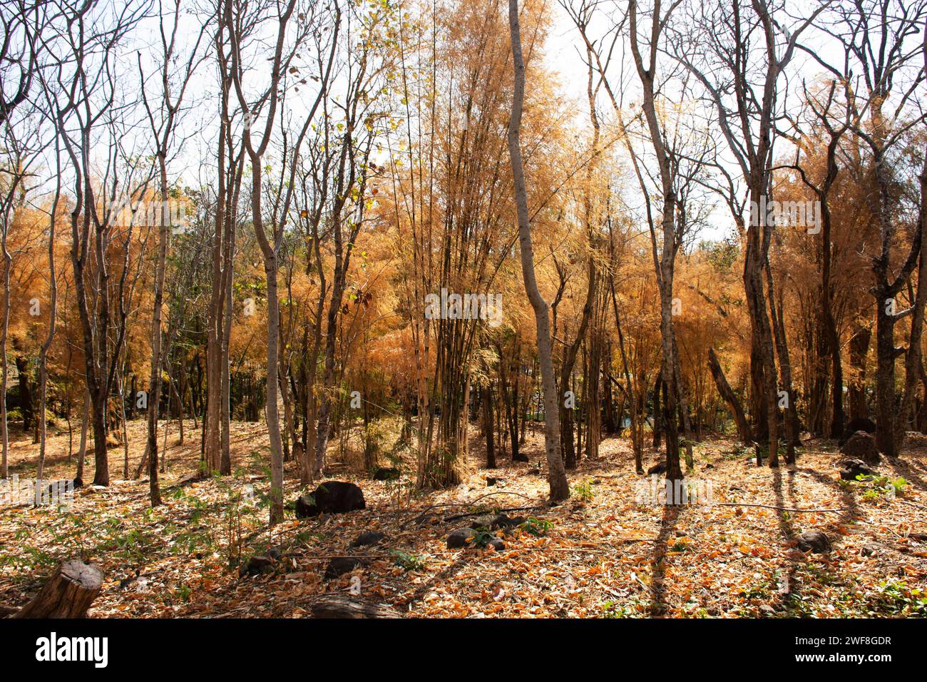 Colorful natural leaves of bamboo tree shedding changing color and ...