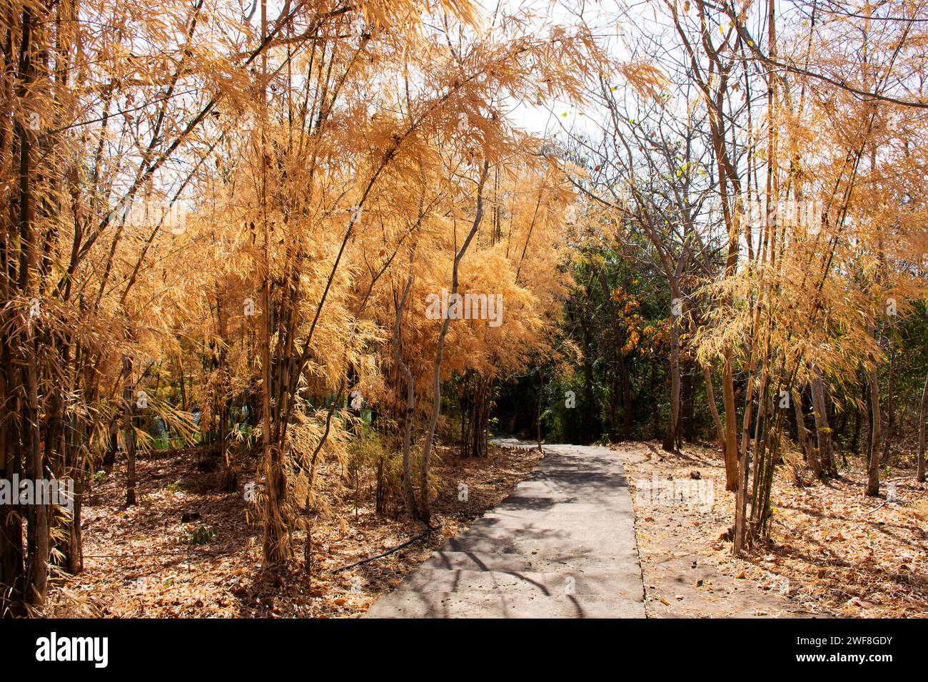 Colorful natural leaves of bamboo tree shedding changing color and ...