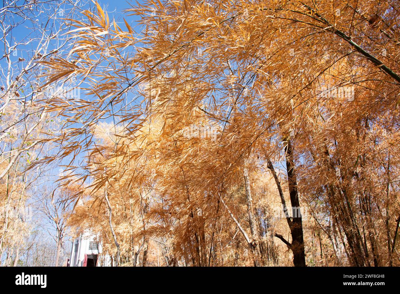 Colorful natural leaves of bamboo tree shedding changing color and ...