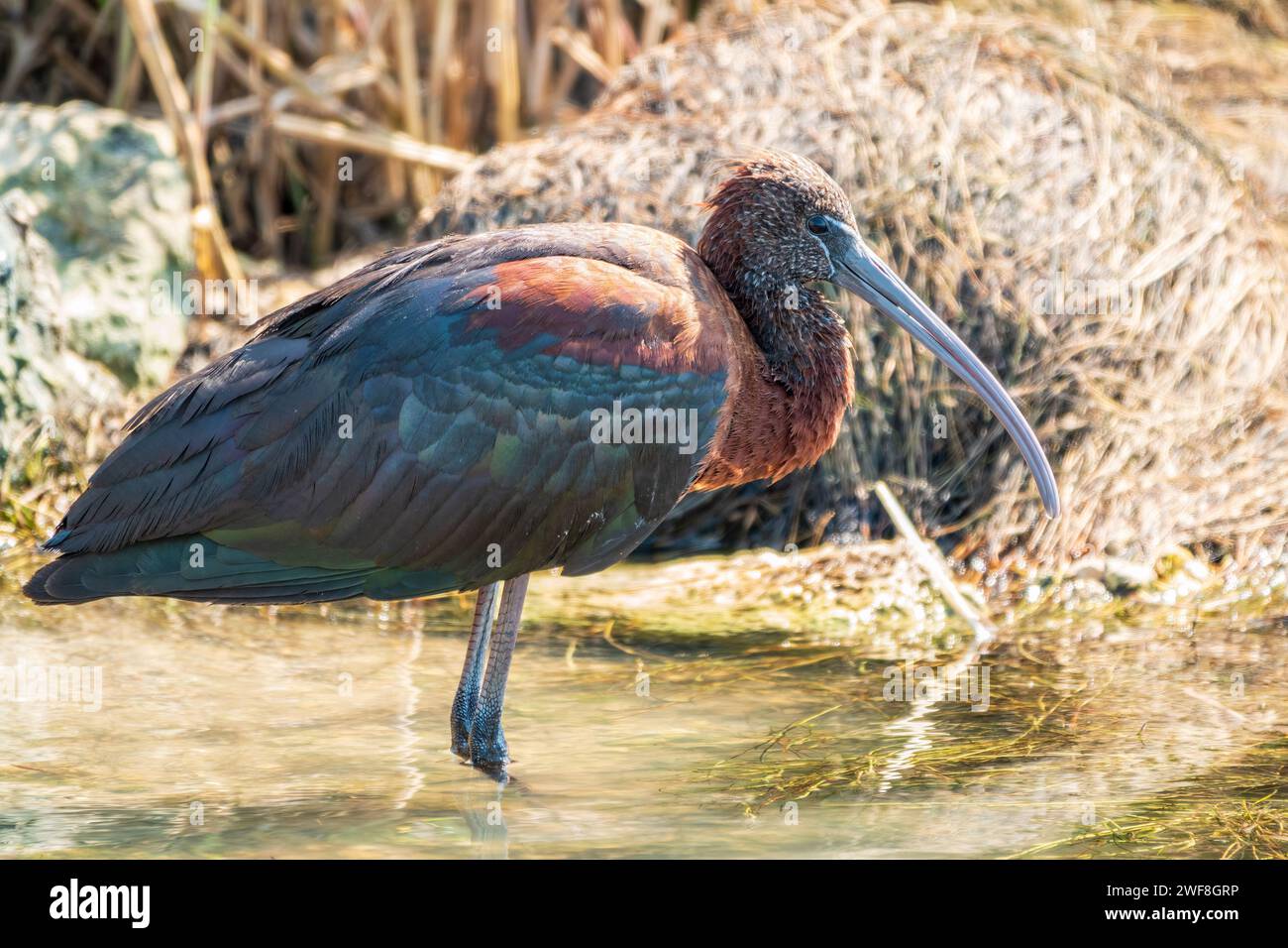 The glossy ibis, latin name Plegadis falcinellus, searching for food in ...