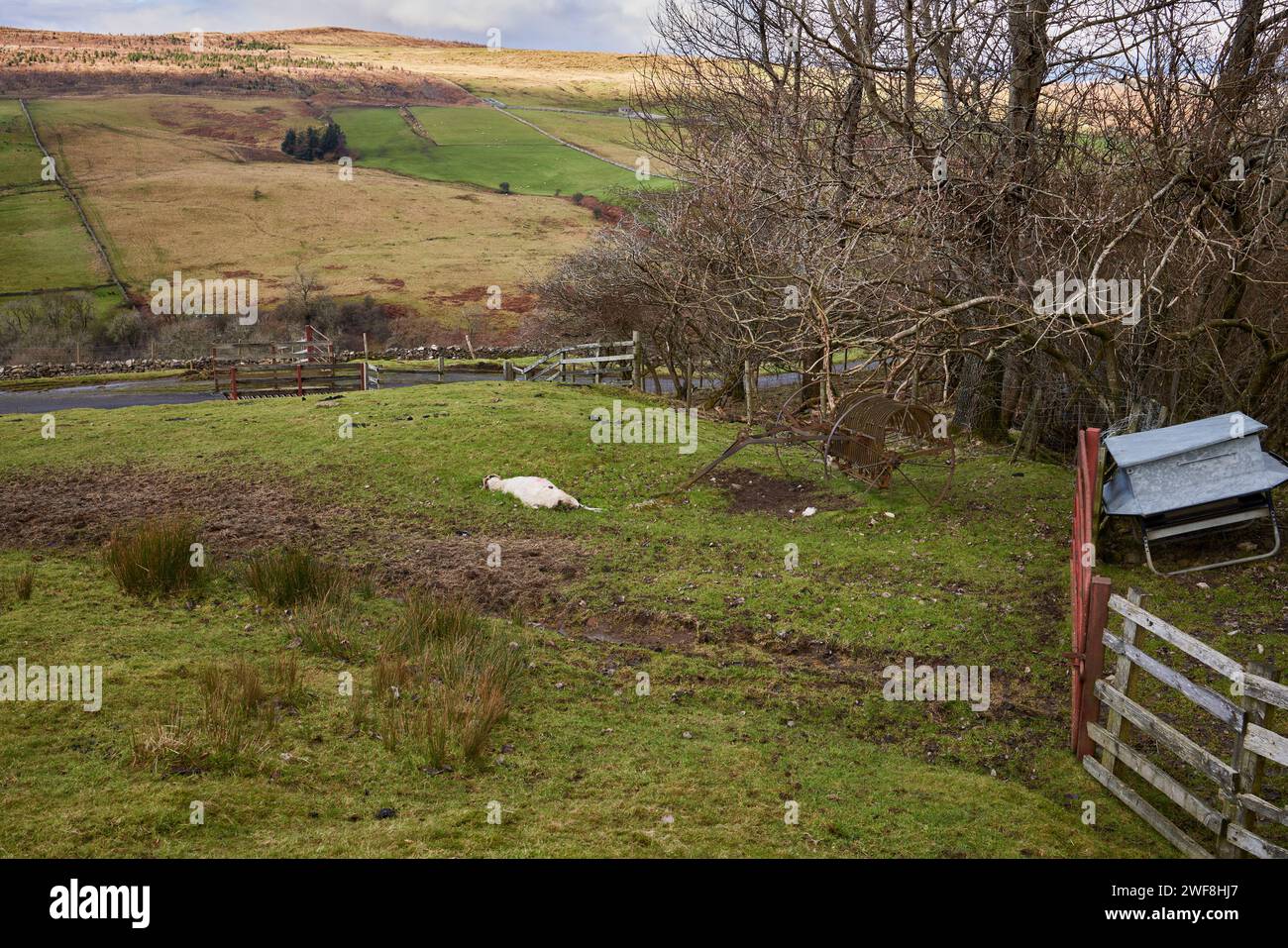 A view looking westwards. With an abandoned vintage hay rake and a dead ...