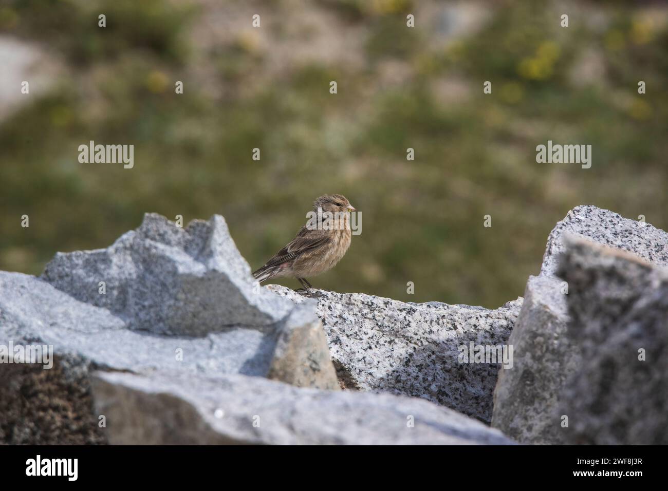 Brandt's Mountain Finch, Leucosticte brandti, Chang La Pass, Leh Ladakh ...