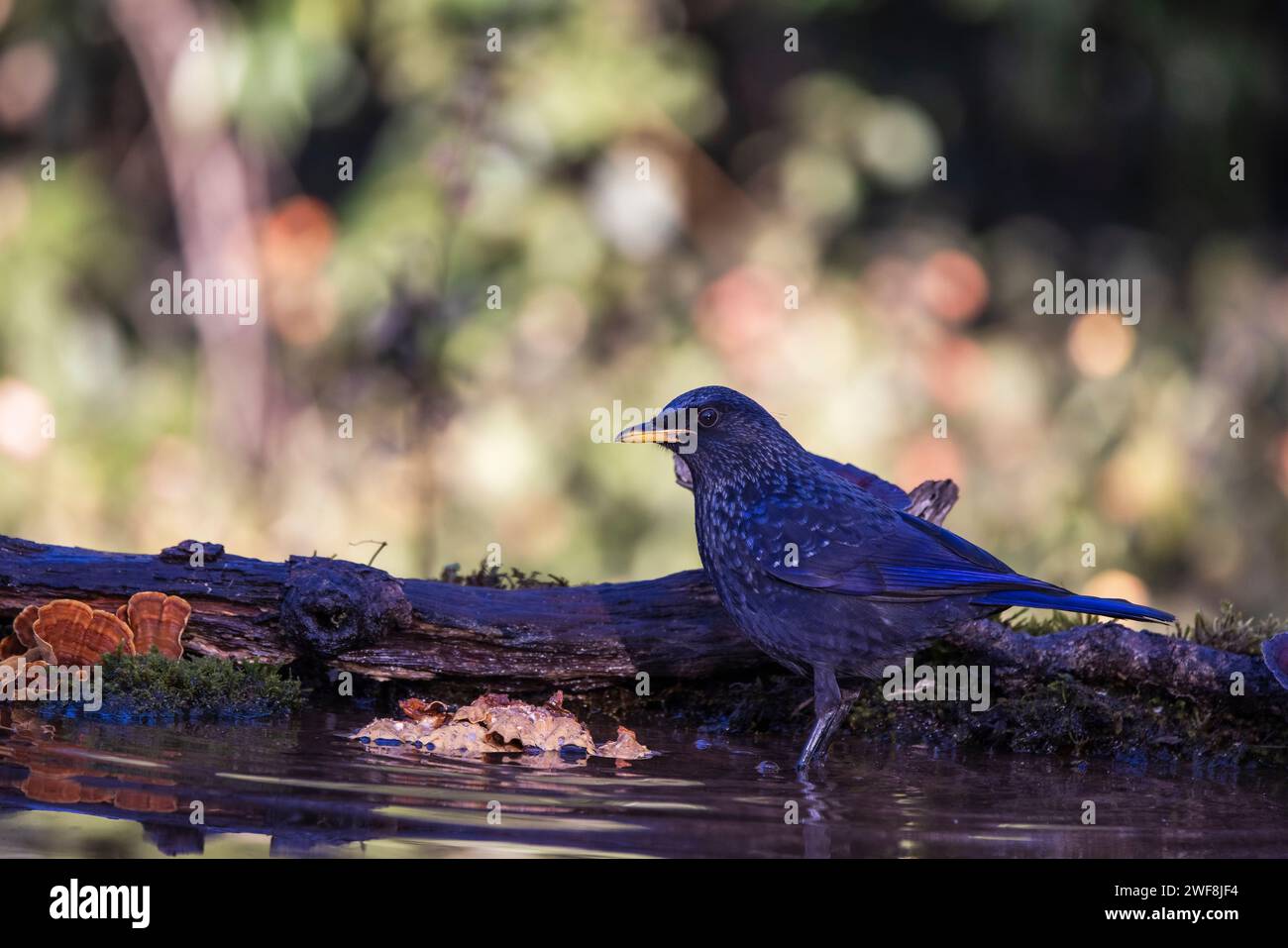 Blue Whistling Thrush, Myophonus caeruleus, Uttarakhand, India Stock ...
