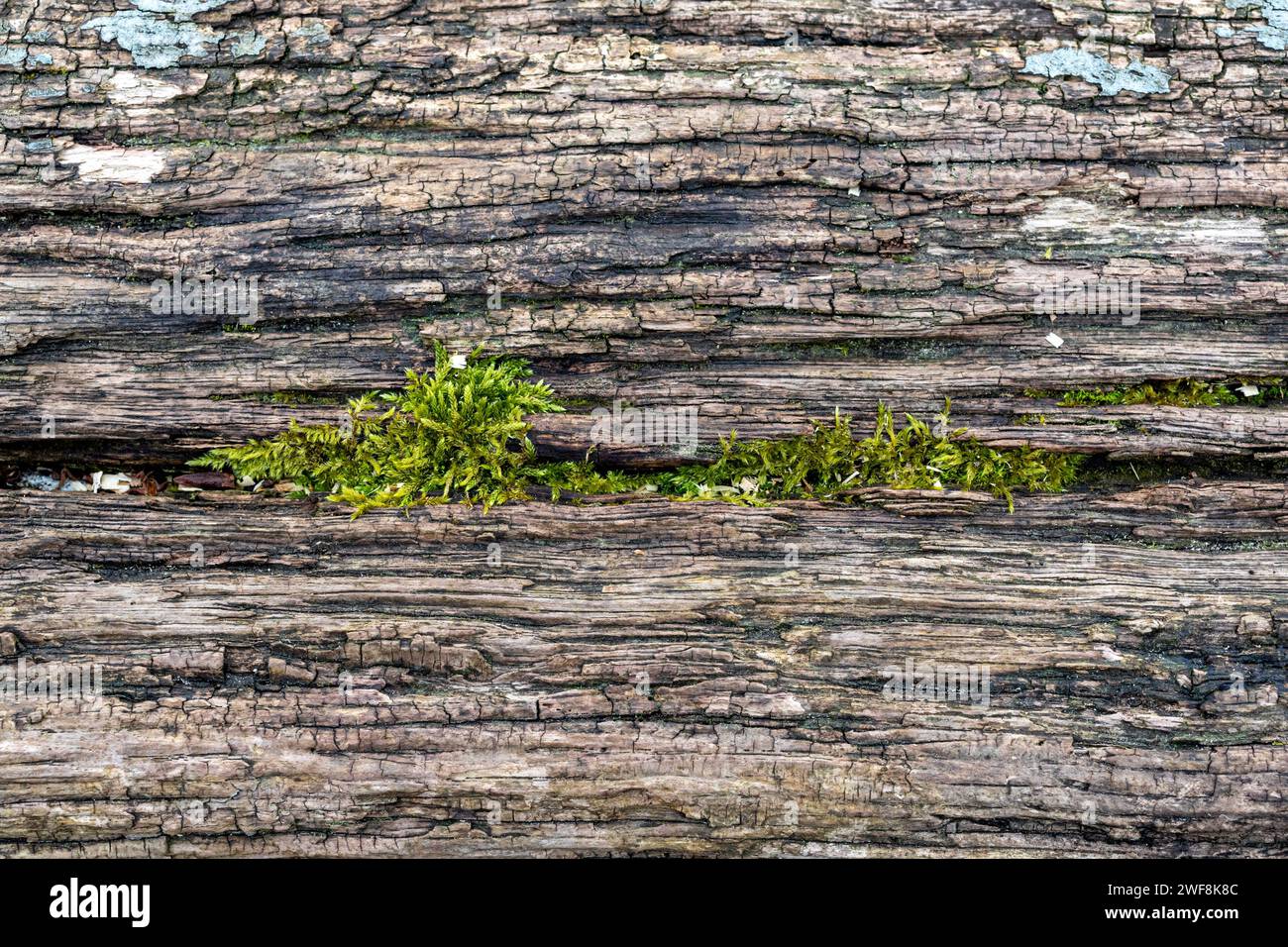 Alamy nails hi-res stock photography and images - Alamy