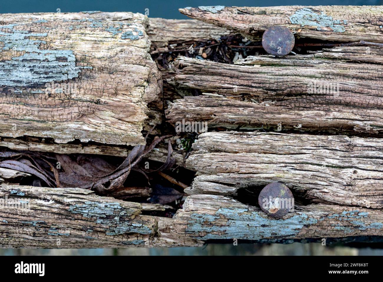 Decaying wood and nails. Picture by Shaun Fellows / Alamy Stock Photo ...