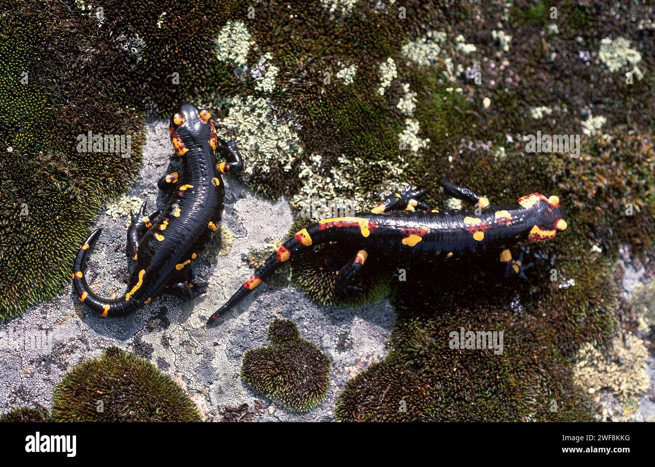 Spanish salamander (Salamandra salamandra bejarae) is a subspecies of ...