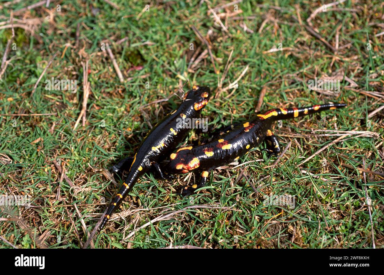 Spanish salamander (Salamandra salamandra bejarae) is a subspecies of ...