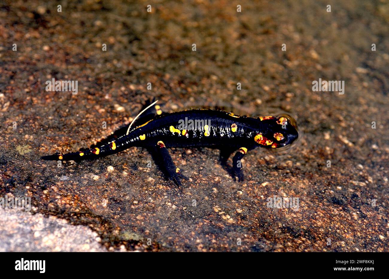 Salamandra salamandra bejarae hi-res stock photography and images - Alamy
