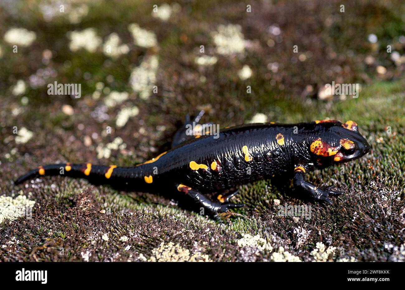 Spanish salamander (Salamandra salamandra bejarae) is a subspecies of ...