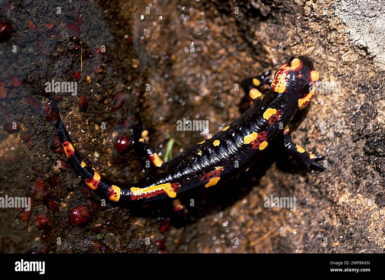 Spanish salamander (Salamandra salamandra bejarae) is a subspecies of ...