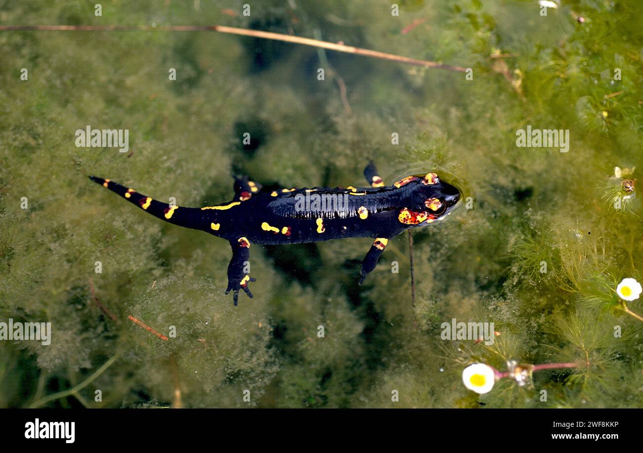 Spanish salamander (Salamandra salamandra bejarae) is a subspecies of ...