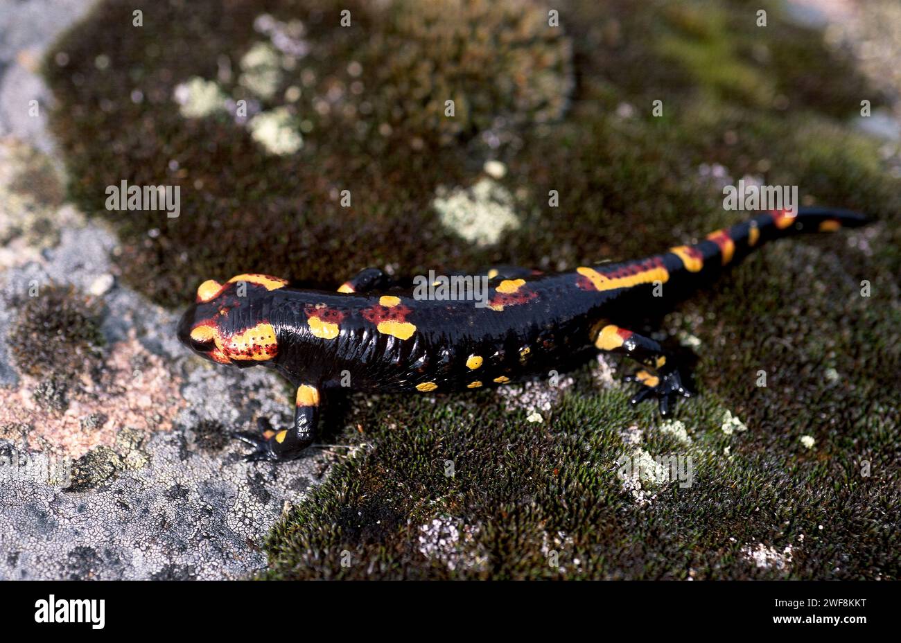Spanish salamander (Salamandra salamandra bejarae) is a subspecies of ...