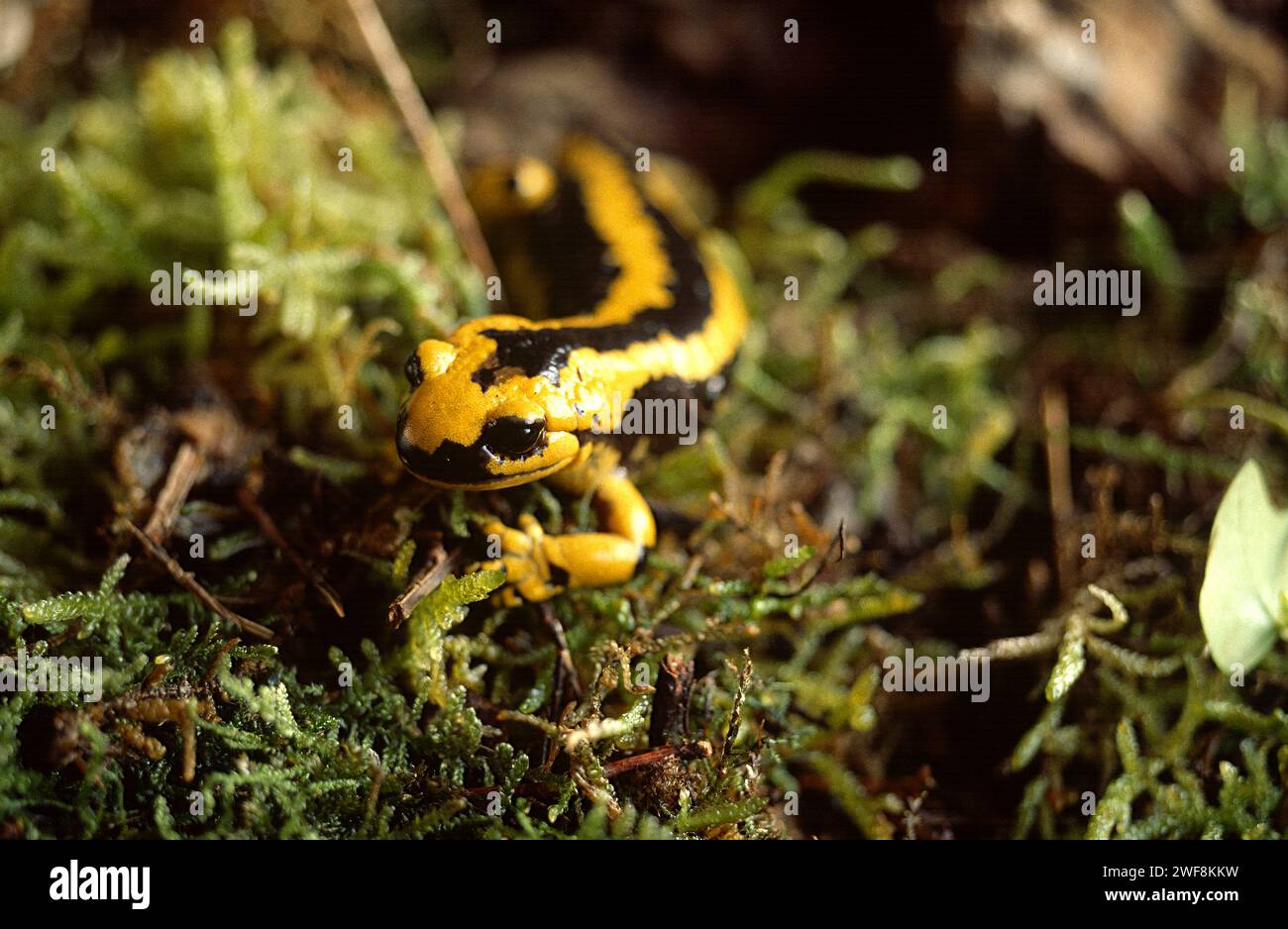Yellow-striped fire salamander (Salamandra salamandra fastuosa) is a ...