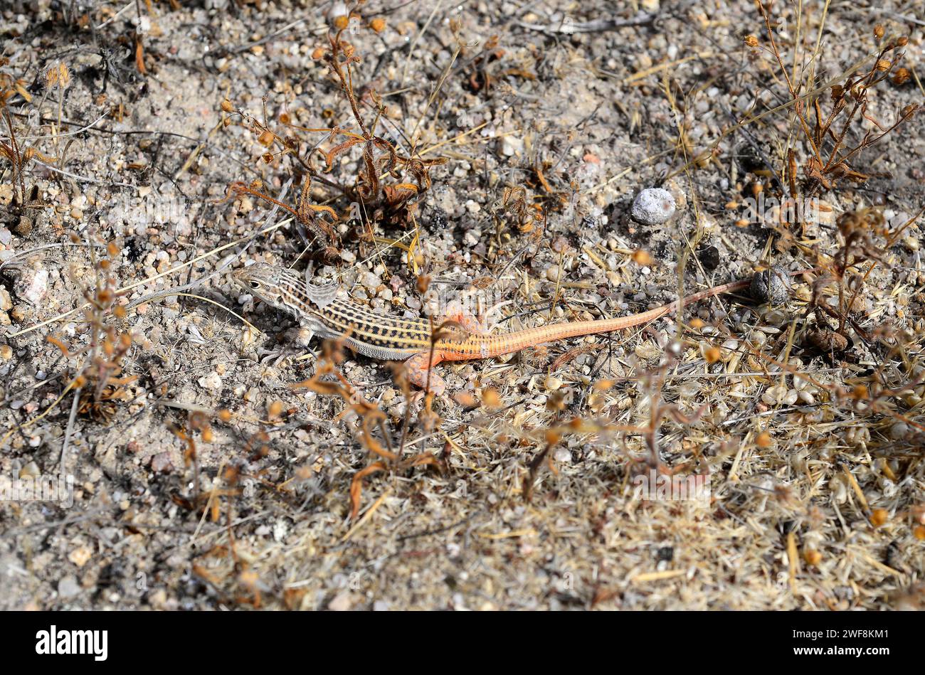 Spiny-footed lizard (Acanthodactylus erythrurus) is a lizard endemic to ...