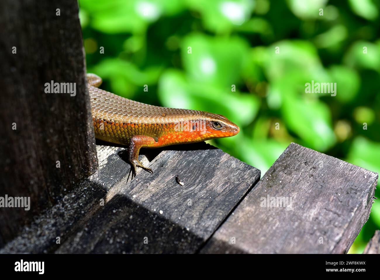 Nicobar skink hi-res stock photography and images - Alamy