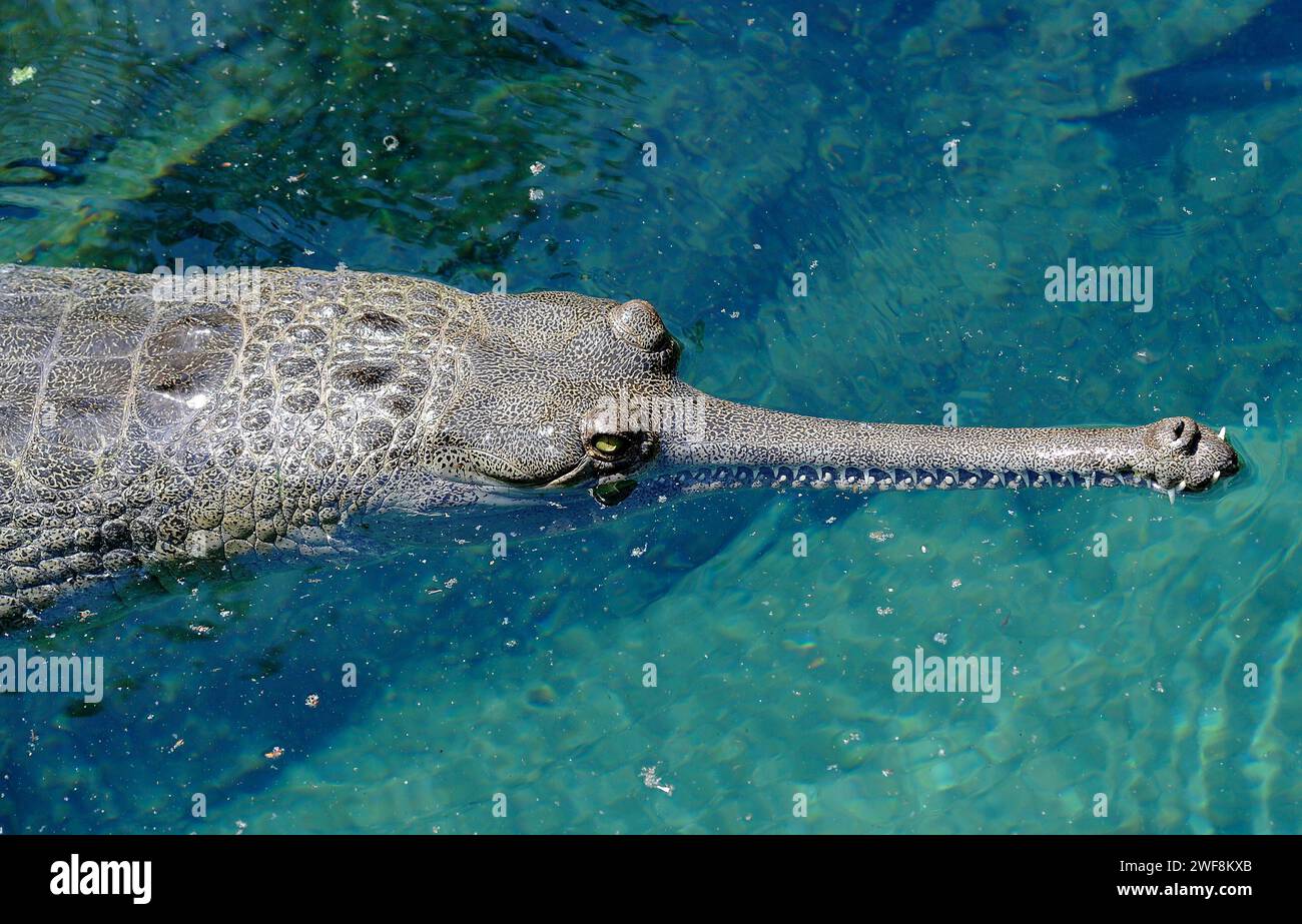 Gharial or gavial (Gavialis gangeticus) is a crocodilian native to ...