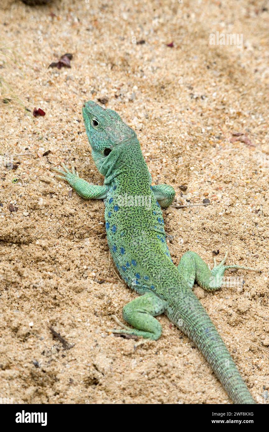Ocellated lizard (Lacerta lepida or Timon lepidus) is a lizard endemic ...