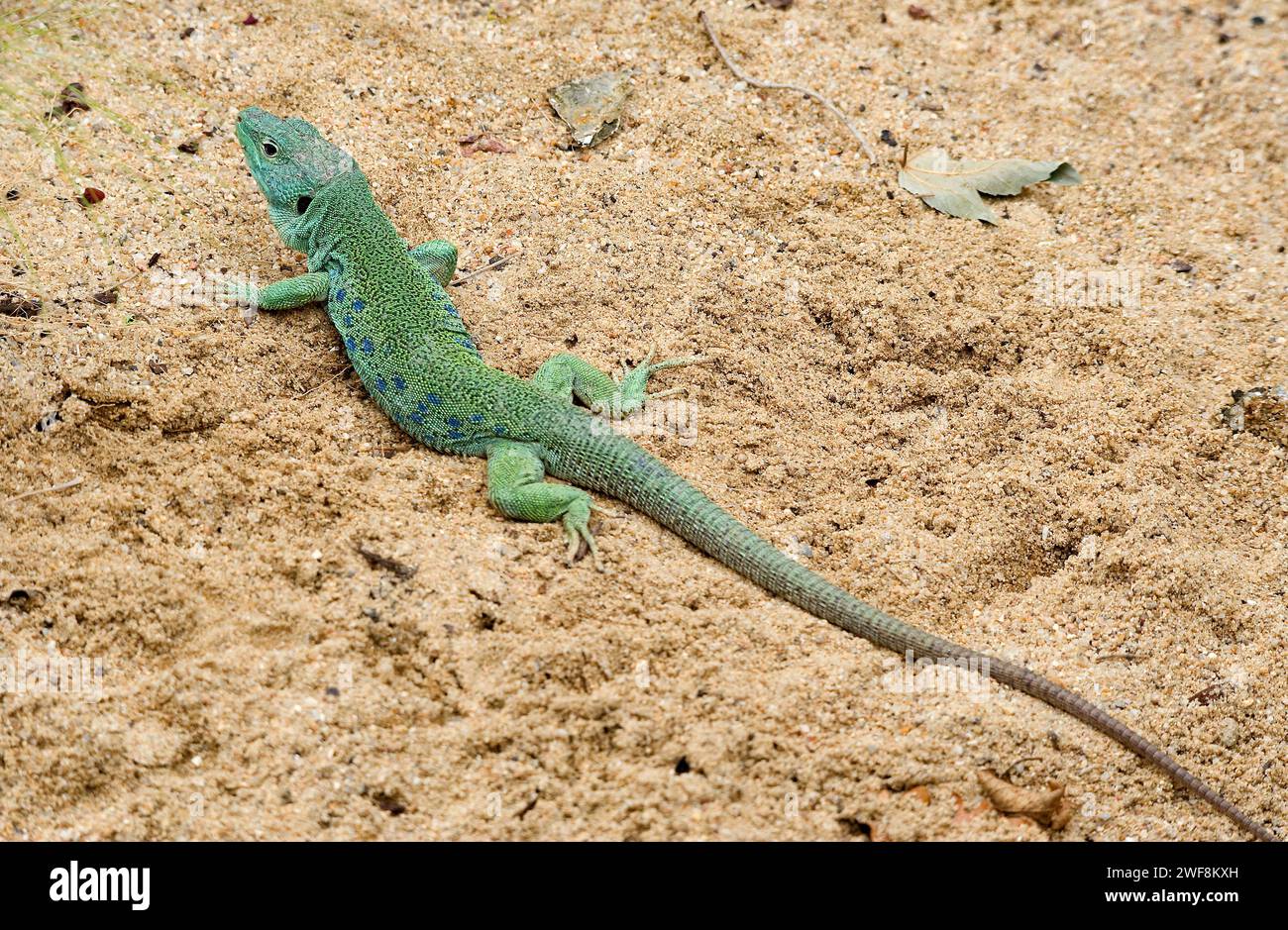 Ocellated lizard (Lacerta lepida or Timon lepidus) is a lizard endemic ...