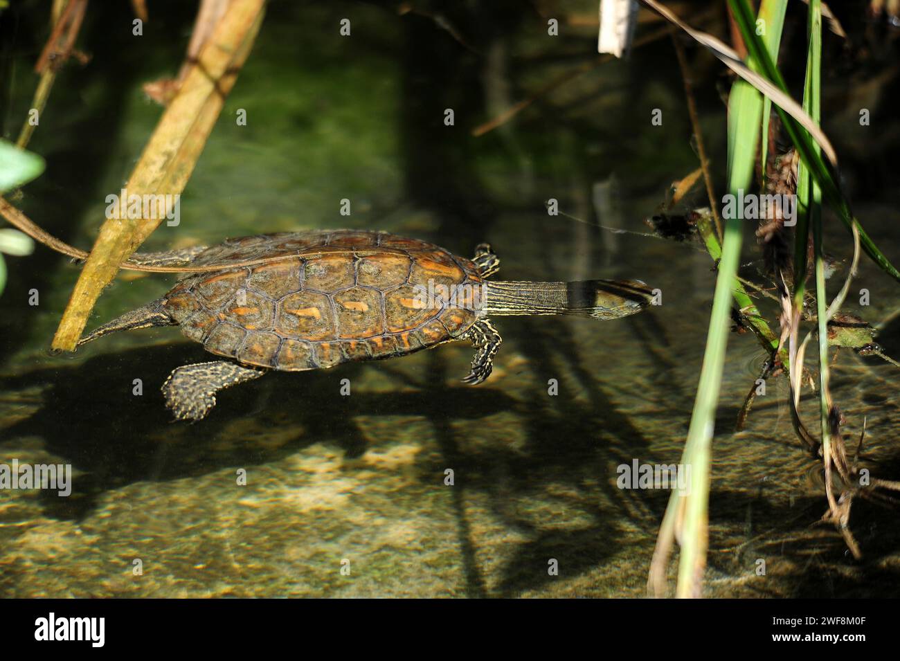 Spanish pond turtle (Mauremys leprosa) is a turtle species endemic to ...