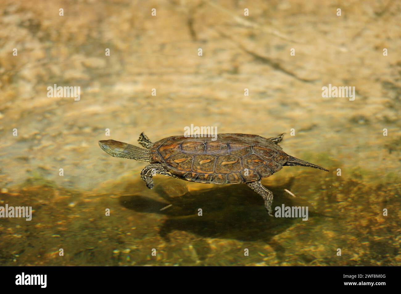 Spanish pond turtle (Mauremys leprosa) is a turtle species endemic to ...
