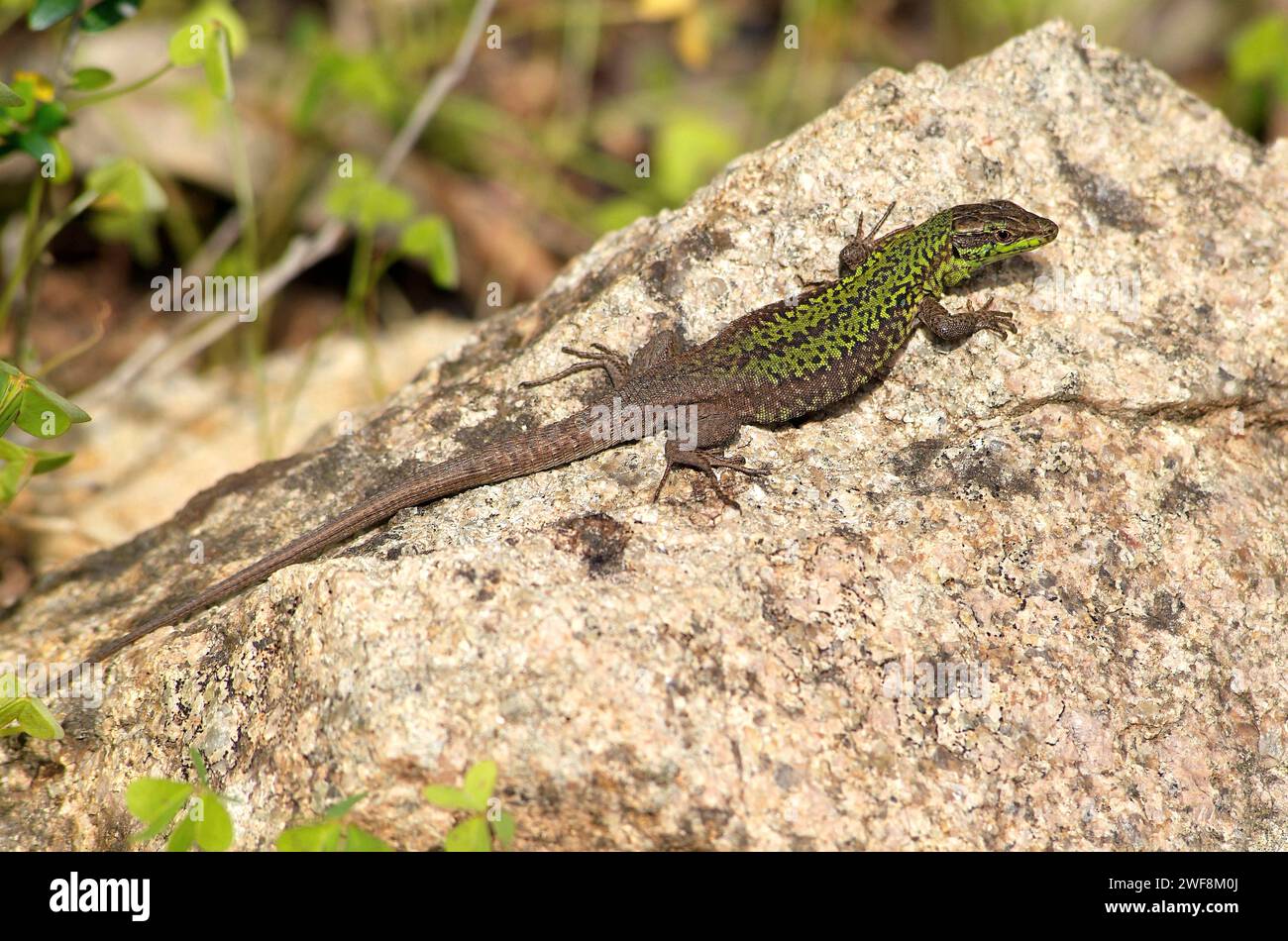 Iberian wall lizard (Podarcis hispanicus) is a lizard native to Iberian ...