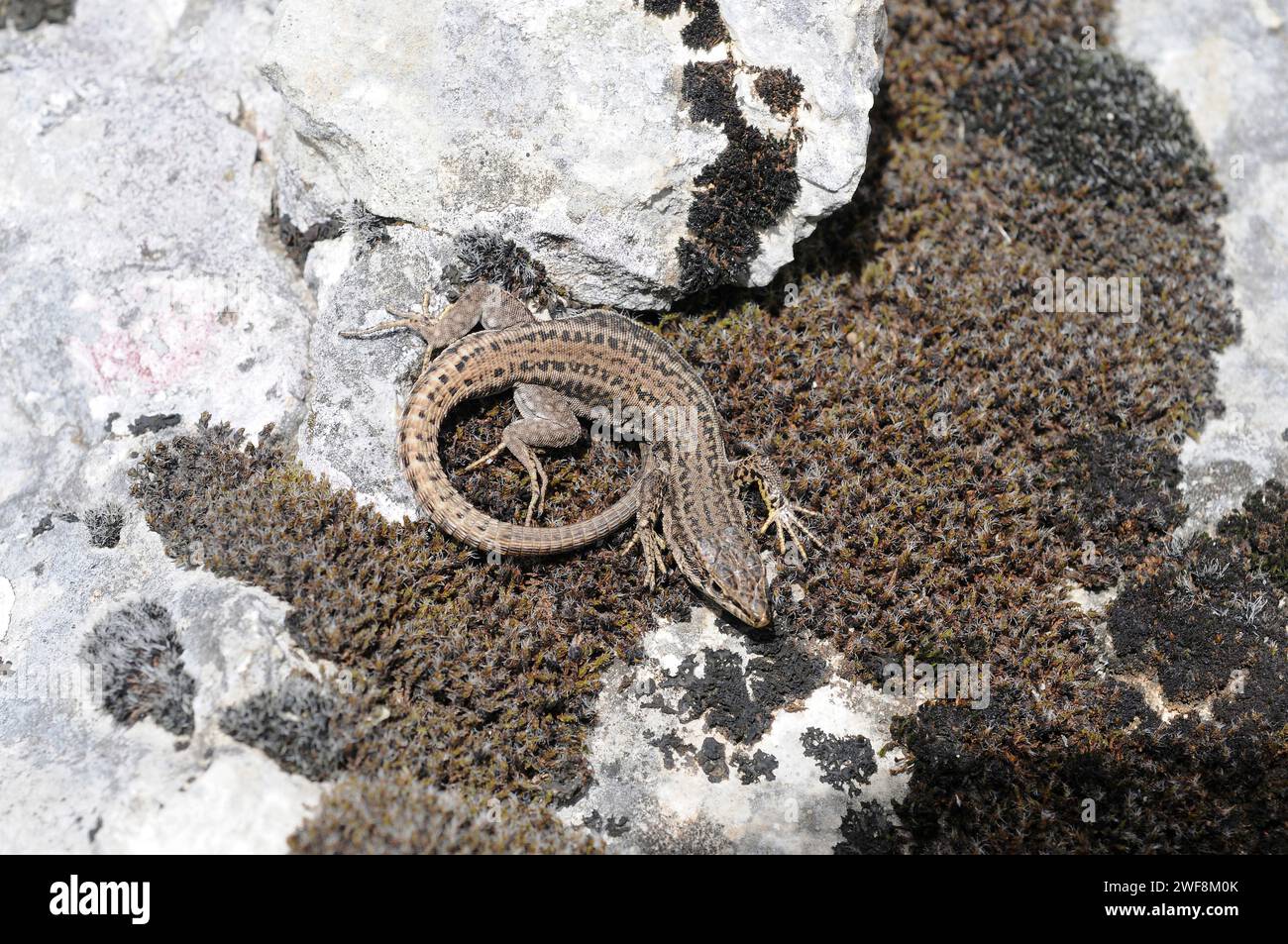 Lagartija iberica hi-res stock photography and images - Alamy