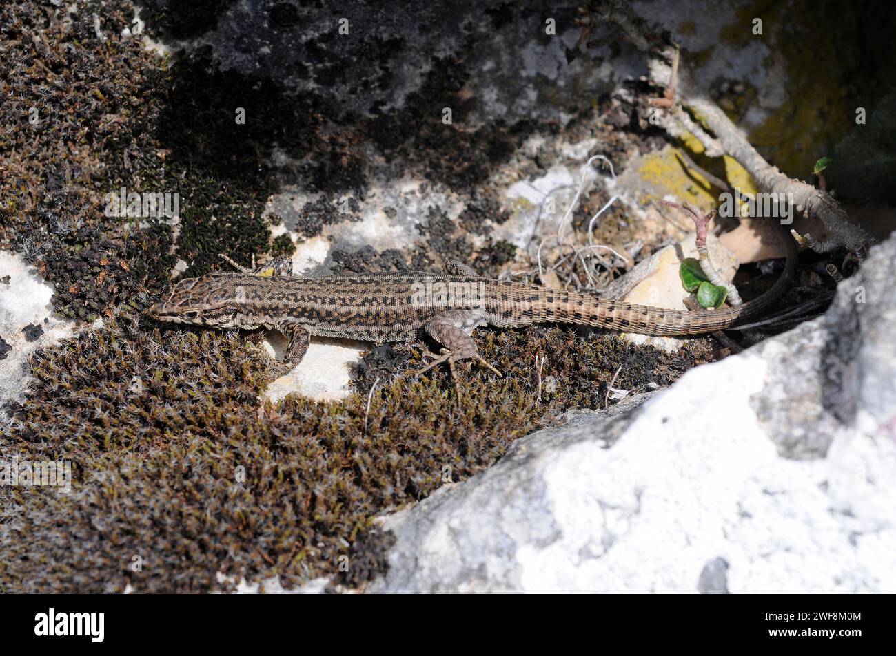 Lagartija iberica hi-res stock photography and images - Alamy
