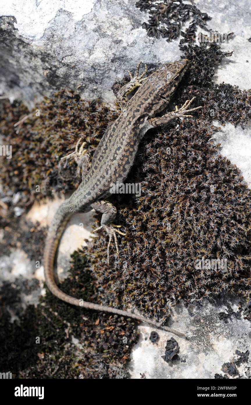 Iberian wall lizard (Podarcis hispanicus) is a lizard native to Iberian ...