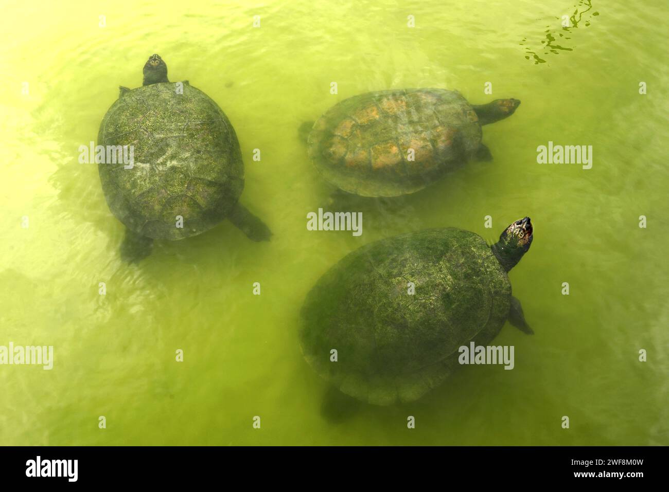Arrau turtle or giant Amazon turtle (Podocnemis expansa) is a ...