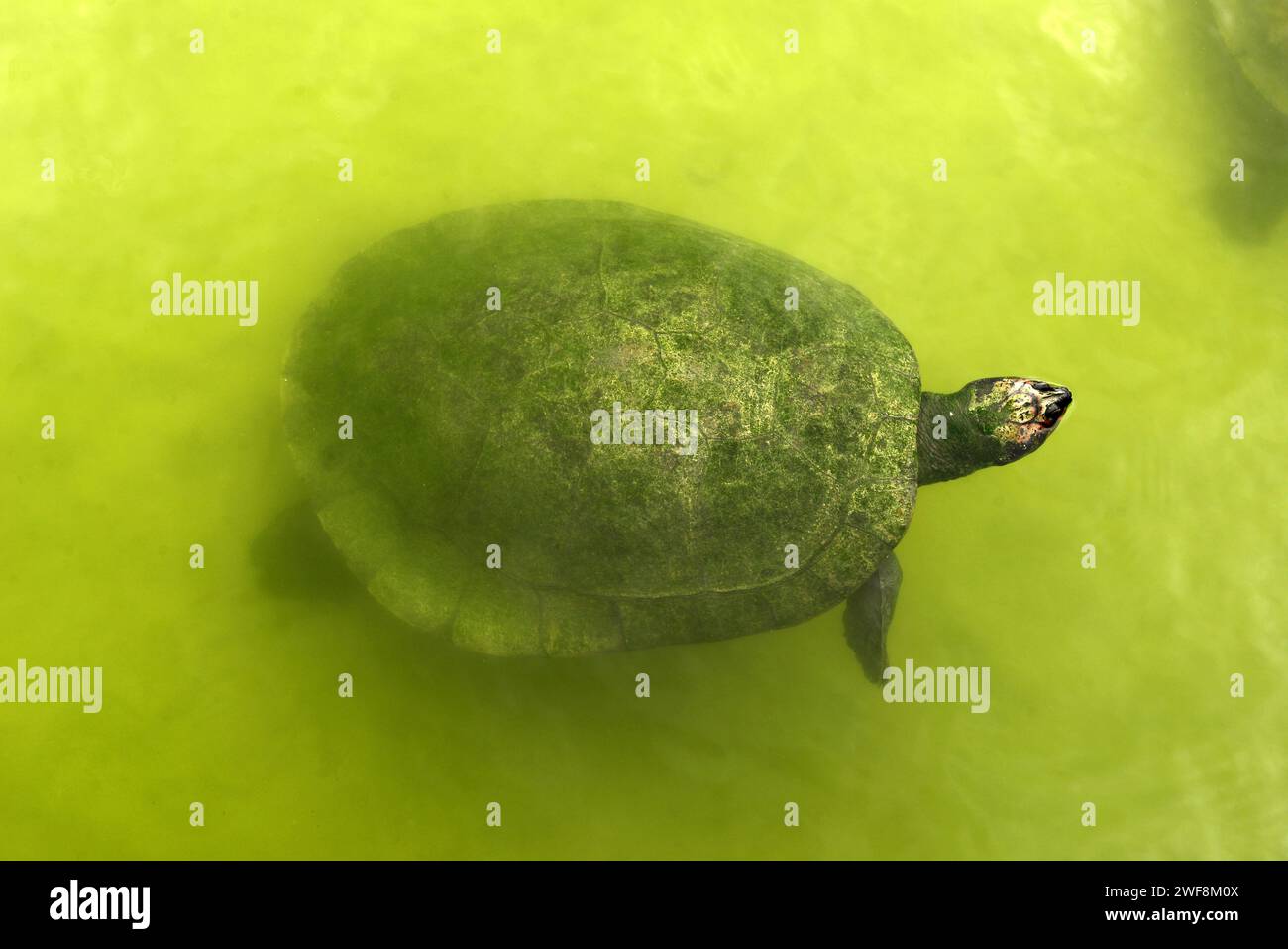 Arrau turtle or giant Amazon turtle (Podocnemis expansa) is a ...