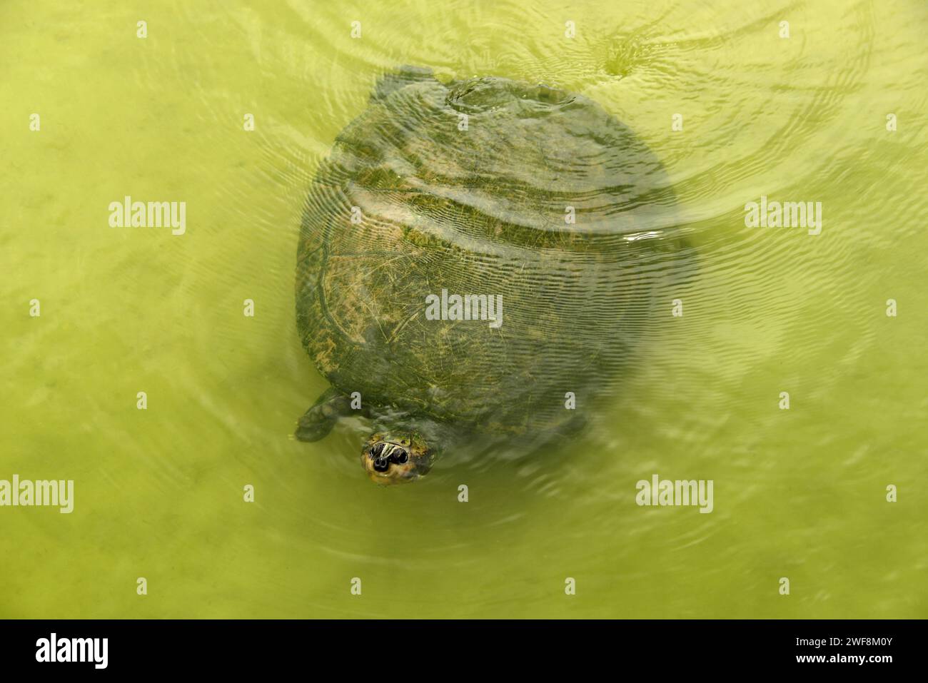 Arrau turtle or giant Amazon turtle (Podocnemis expansa) is a ...