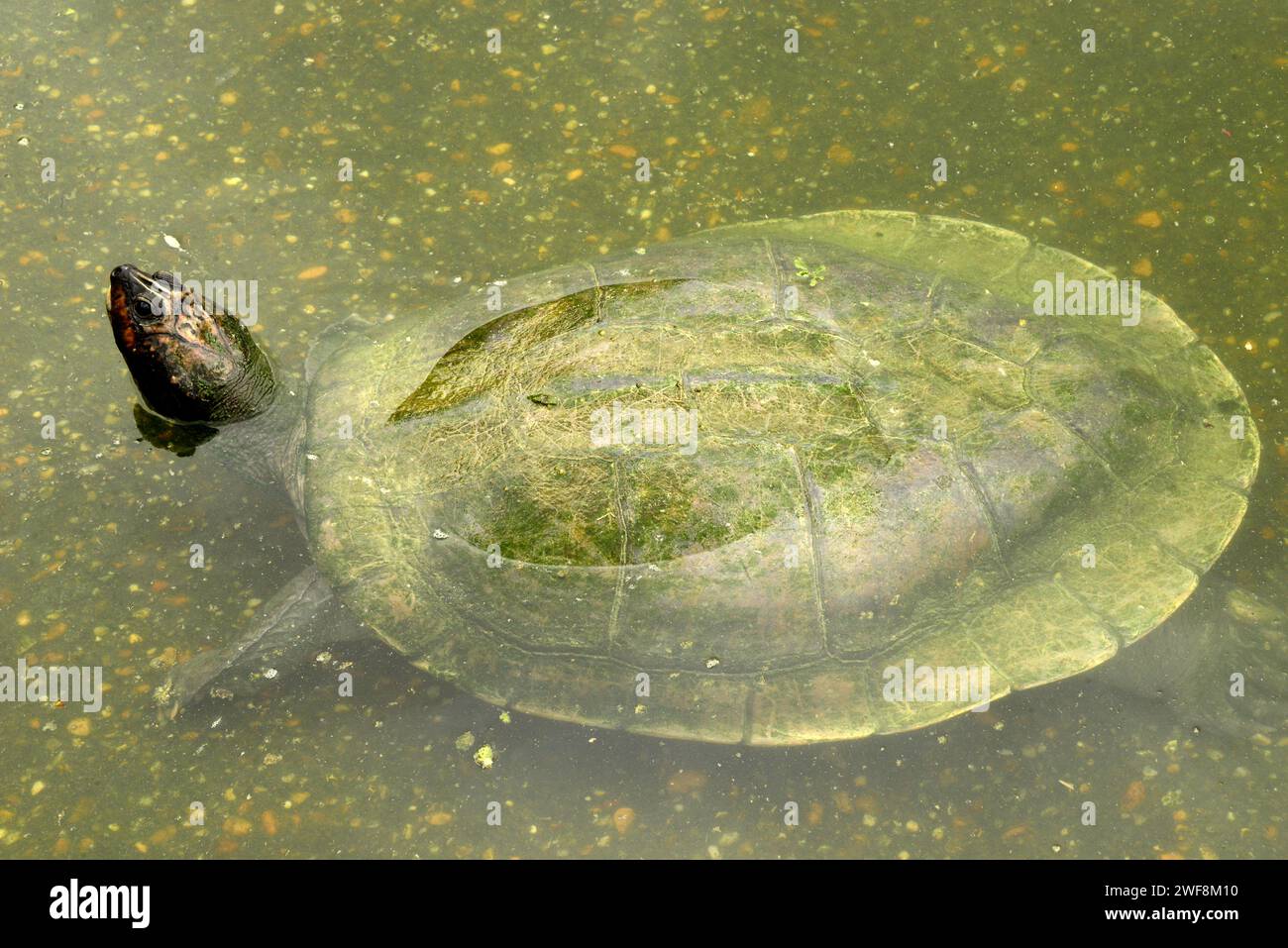 Arrau turtle or giant Amazon turtle (Podocnemis expansa) is a ...