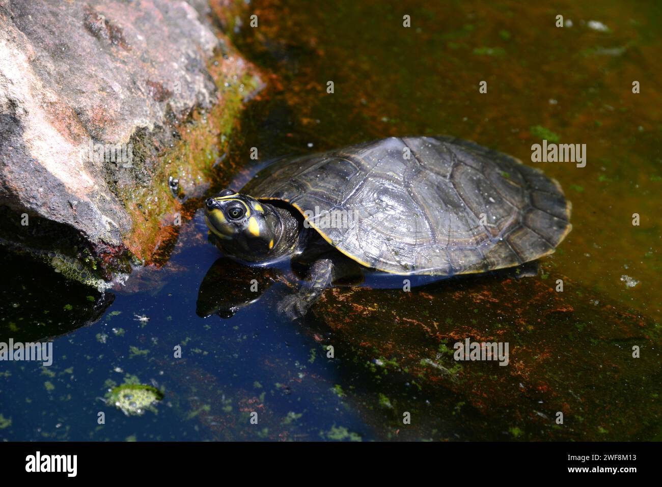 Yellow-spotted Amazon river turtle (Podocnemis unifilis) is a freswater ...
