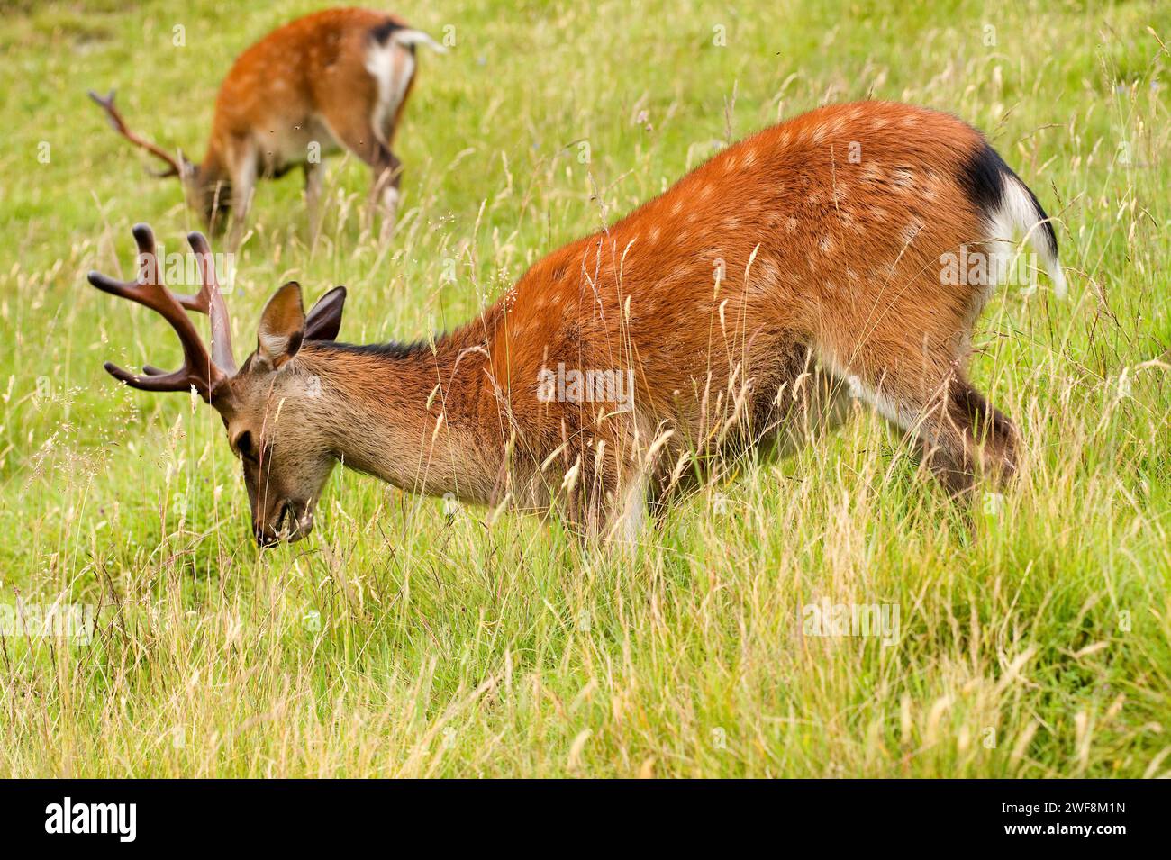 Sika deer or Japanese deer (Cervus nippon) is a deer native to eastern ...