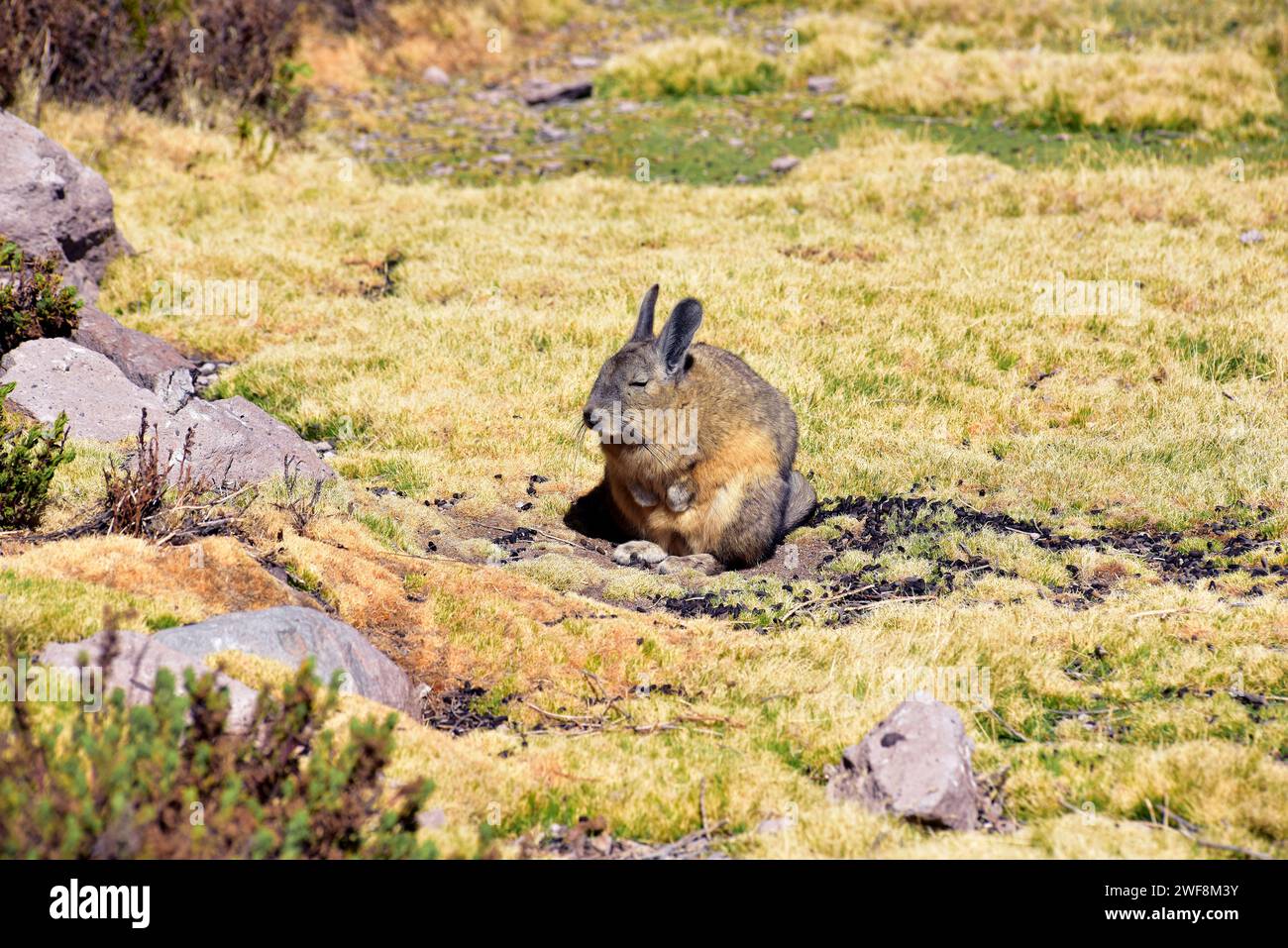 Vizcacha de la sierra hi-res stock photography and images - Alamy